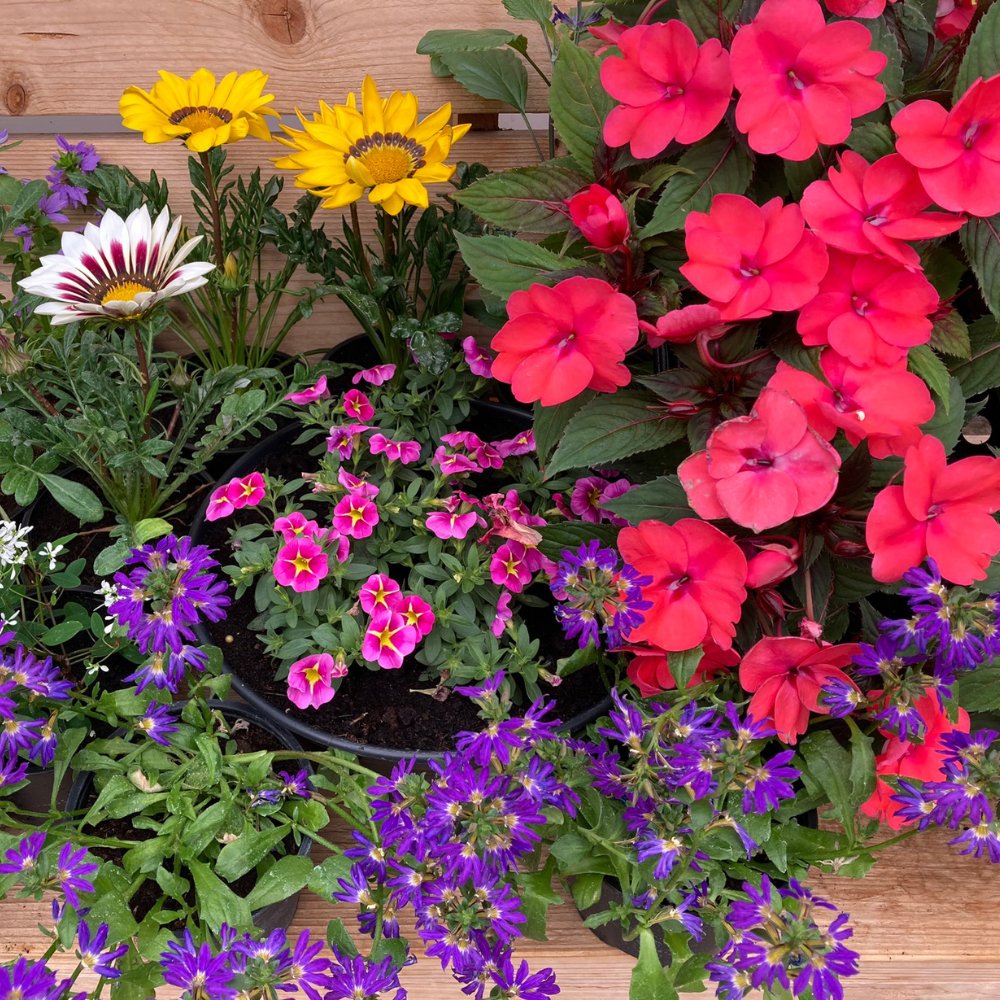 Zomerbloeiers – Kwekerij Heiloo